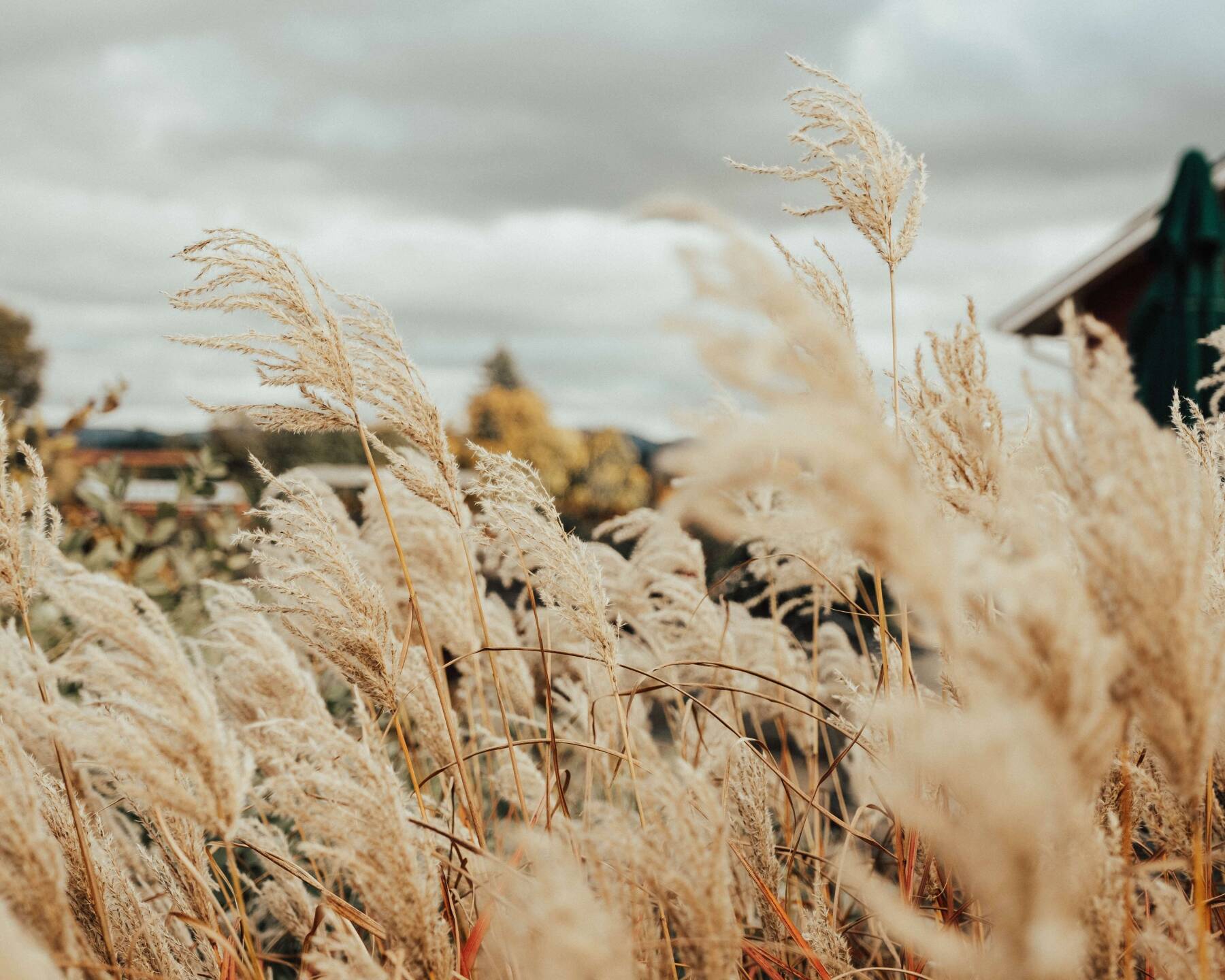 Announcements and bulletin for 10-5-25 - First Reformed Church