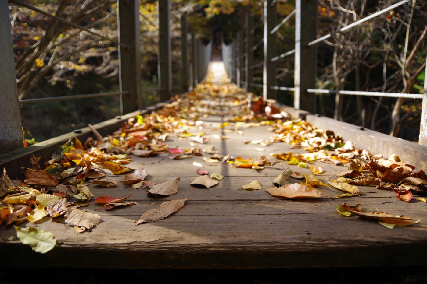 Announcements and bulletin for 11-16-25 - First Reformed Church